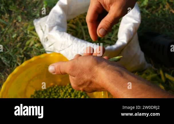 Hands of a male farmer hold many freshly harvested green pea pods shell ...