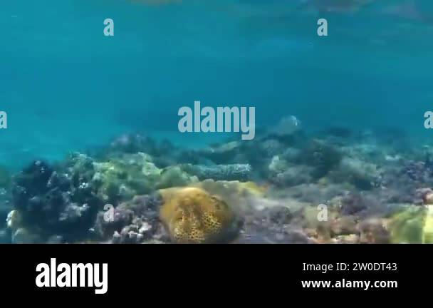 Fish and corals of the Red Sea. The seabed is off the coast. Beach ...