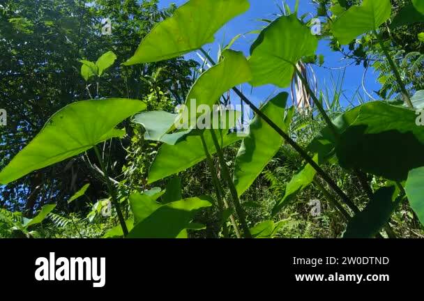 close up Taro leaves (Colocasia esculenta, talas) with natural ...