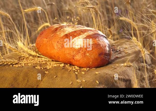 ripe wheat grains fall on fresh delicious crisp bread. a crispy loaf ...