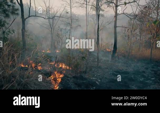 Climate crisis. Flame and smoke in national park. Destruction of ...