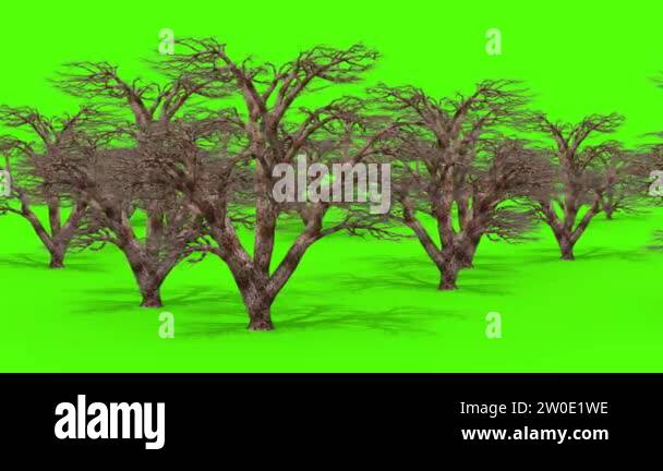Trees Wind Cemetery Green Screen 3D Rendering Animation 4K Stock Video ...