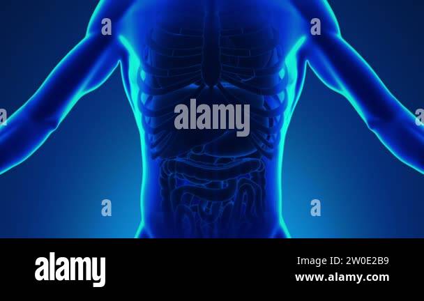 Liver medical Stock Videos & Footage - HD and 4K Video Clips - Alamy