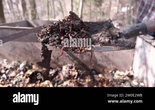 Organic soil, humus, compost and earthworms on shovel over compost heap ...