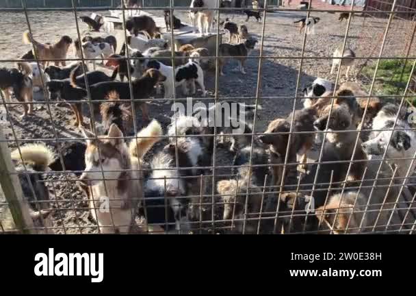 Unwanted and homeless dogs barking in animal shelter. Asylum for dog ...