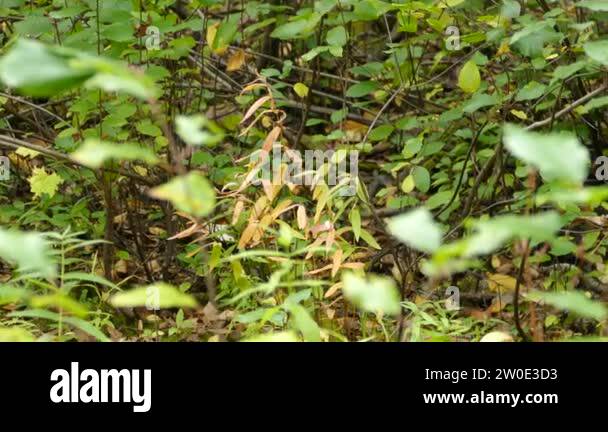 Small shrubby tree Stock Videos & Footage - HD and 4K Video Clips - Alamy