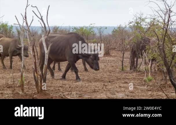 African buffalo kruger national park Stock Videos & Footage - HD and 4K ...