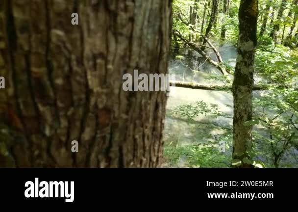 Small waterfalls among the trees on the Plitvice Lakes in the National ...