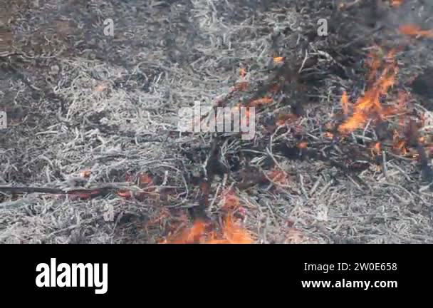 Closeup view of smoking wild fire. Large smoke clouds and fire spread ...