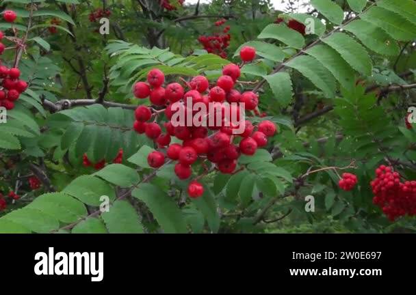 Alaska red berries Stock Videos & Footage - HD and 4K Video Clips - Alamy