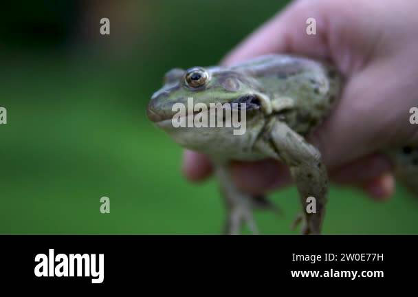 Slowly big green toad in a mans hand. Toad defends inflates bubbles on ...