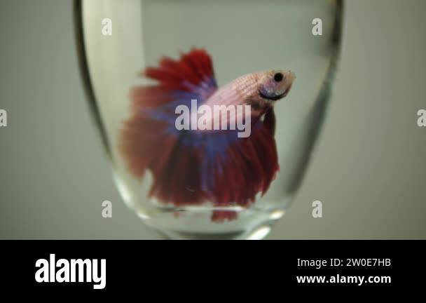 The colourful Siamese fighting fish Betta splendens, also known as Thai ...