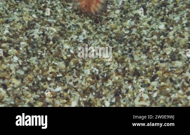 Extreme close up of fireworm is crawling on the sand. Movement from top ...