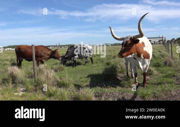 Longhorn Cattle grazing in a pasture in the Laureate Park neighborhood ...