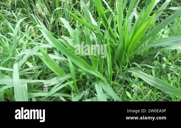 Close up Pennisetum purpureum (Cenchrus purpureus Schumach, Napier ...