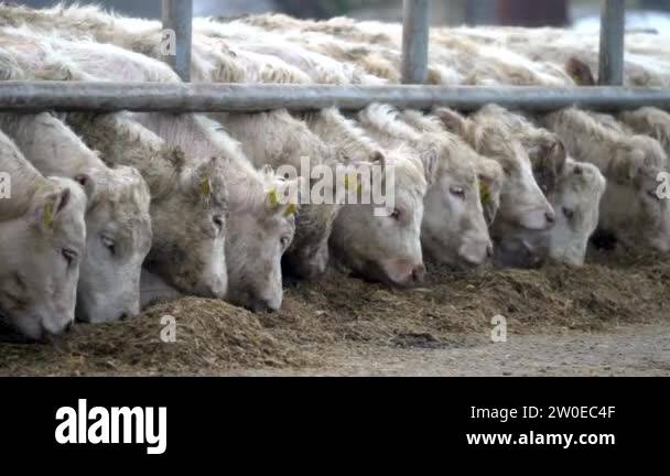 Cattle, many white cows standing inside corral, cattle-pen, eating hay ...