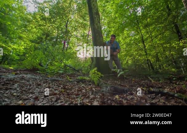 Forester who is not wearing protective clothes is preparing for cutting ...