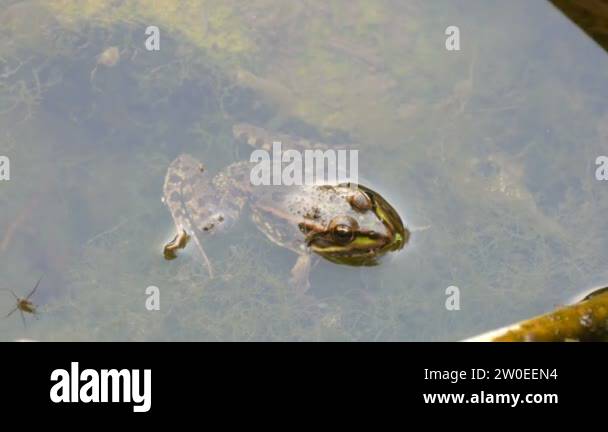 Frog migration Stock Videos & Footage - HD and 4K Video Clips - Alamy