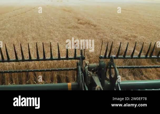 Harvester reaper mechanism collects ears of wheat in the field. The ...