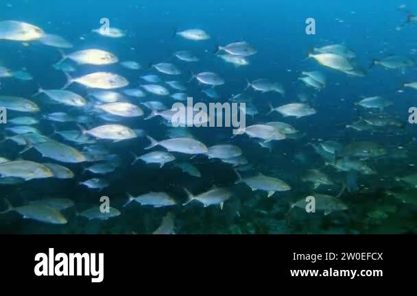 Balearic islands wildlife Stock Videos & Footage - HD and 4K Video ...