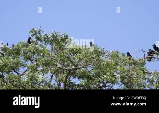 Raven in tree Stock Videos & Footage - HD and 4K Video Clips - Alamy