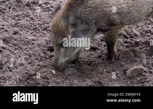 Animal rooting Stock Videos & Footage - HD and 4K Video Clips - Alamy