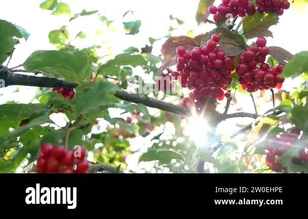 The name of this tree is Sweet viburnum. Scientific name is Viburnum ...