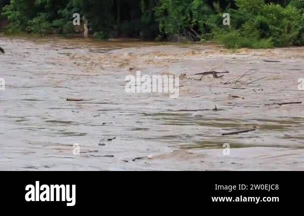 Flooding in forest during the rainy season. The cause of flooding was ...