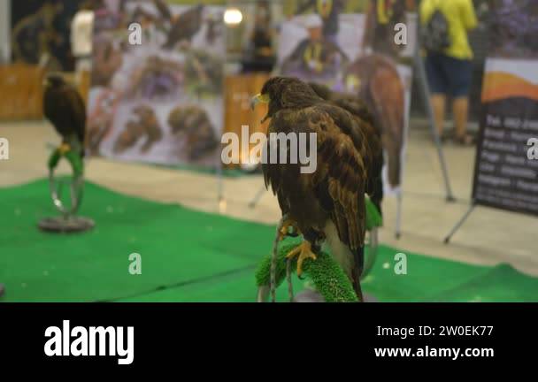 Falconry gauntlet Stock Videos & Footage - HD and 4K Video Clips - Alamy