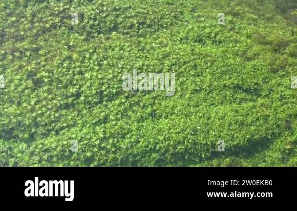 Water weed Stock Videos & Footage - HD and 4K Video Clips - Alamy