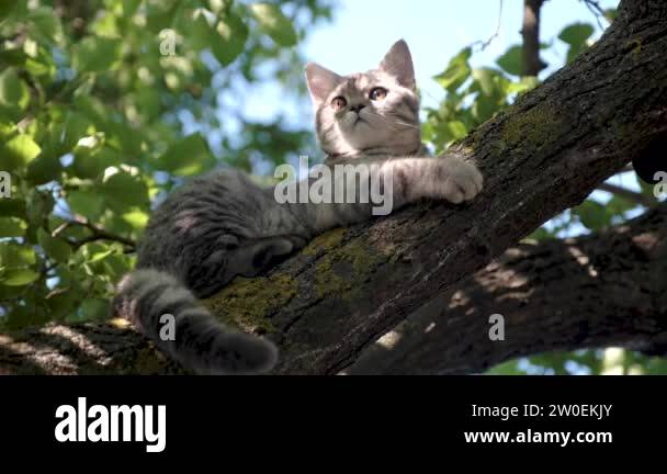 Important cat Stock Videos & Footage - HD and 4K Video Clips - Alamy