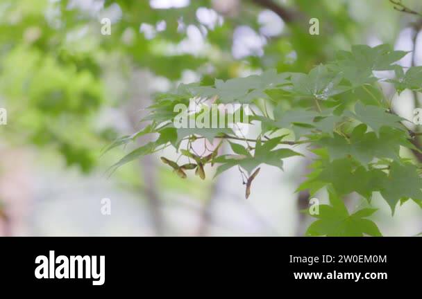 Maple tree wind Stock Videos & Footage - HD and 4K Video Clips - Alamy