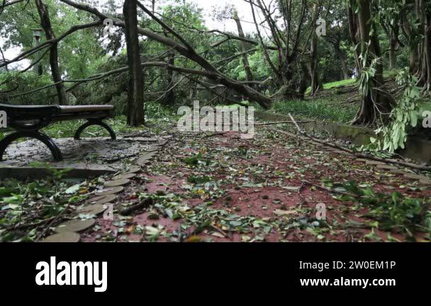 fallen trees and wreckage from Daan park destroyed by Typhoon Soulik ...
