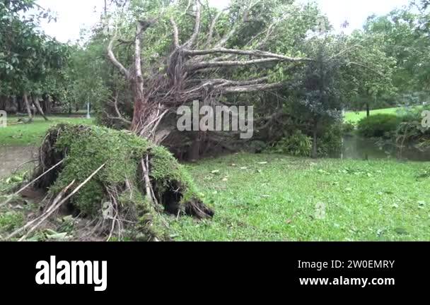 Fallen Tree Damage After Tropical Storm Hits Taiwan in the Daan park ...