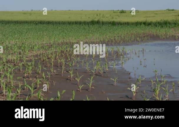 Zoom in video of young green corn plants in mud and water, field after ...