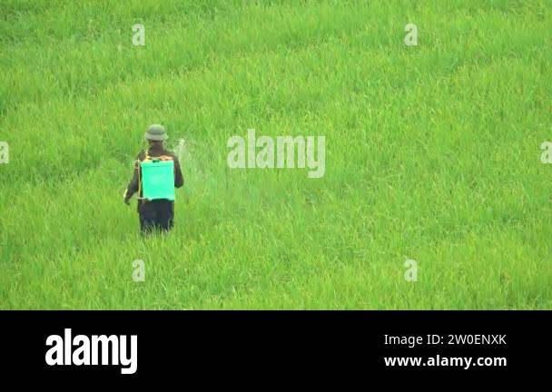 Male worker wearing a mask spraying the growing rice with harmful ...