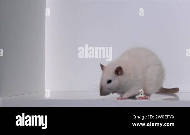 Little white siamese rat washes his paws and sniffs on white background ...