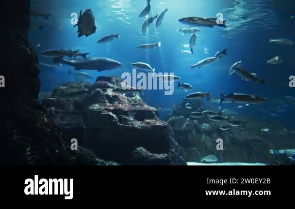 Beautiful fish oceanarium, deep underwater world panoramic view ...