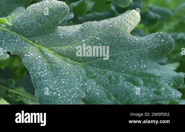 Dew drops on morning leaves. Pure dew, clean morning, clean air, all in ...