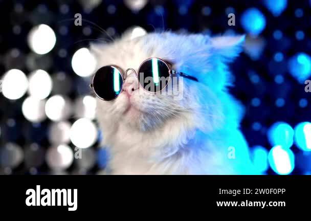Portrait of disco furry cat in fashion eyeglasses on studio neon ...