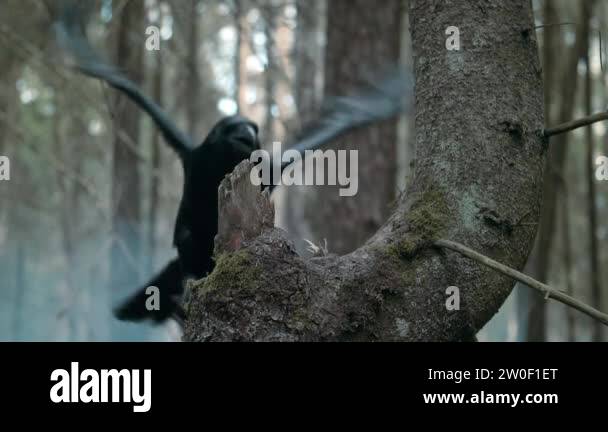Raven landing on branch Stock Videos & Footage - HD and 4K Video Clips ...