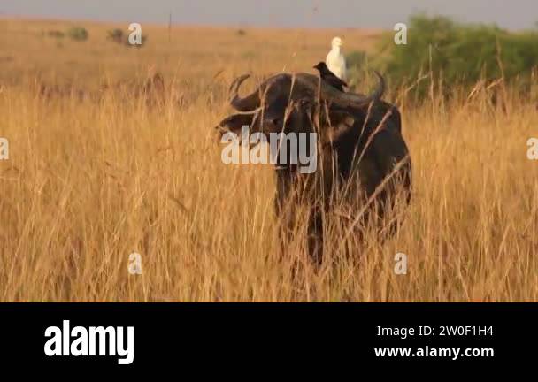 Buffalo starling Stock Videos & Footage - HD and 4K Video Clips - Alamy