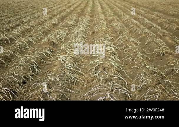 Drought dry field land with potato leaves Solanum tuberosum potatoes ...