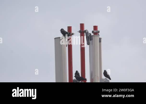 Raven communication Stock Videos & Footage - HD and 4K Video Clips - Alamy