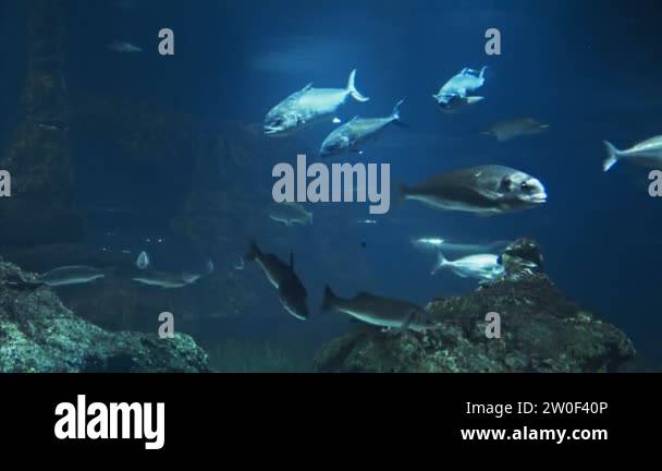 Beautiful fish oceanarium, deep underwater world panoramic view ...