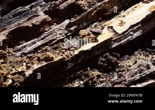 Fallen rotting old log Stock Videos & Footage - HD and 4K Video Clips ...