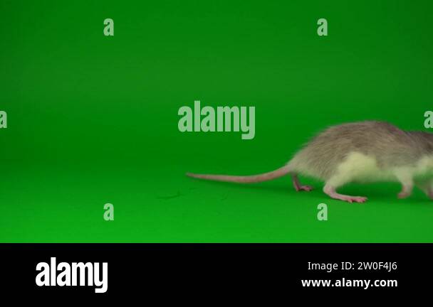Rat rodent on green screen background Stock Video Footage - Alamy