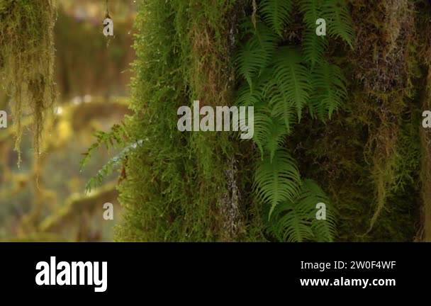 Mossy branches of pacific rain forest Stock Videos & Footage - HD and ...