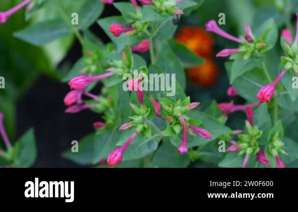 Mirabilis jalapa, the miracle of Peru or a four-hour flower, is the ...