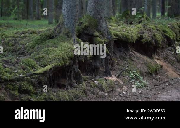 Pine Tree Roots At The Forest Canopy Surface Mossy Tree Root Coming Of